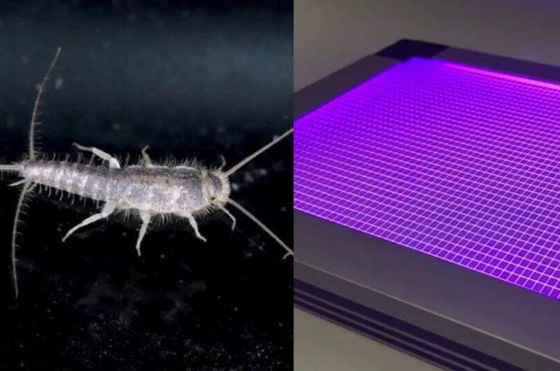 Do LED Lights Attract Silverfish? Separating Myths from Facts